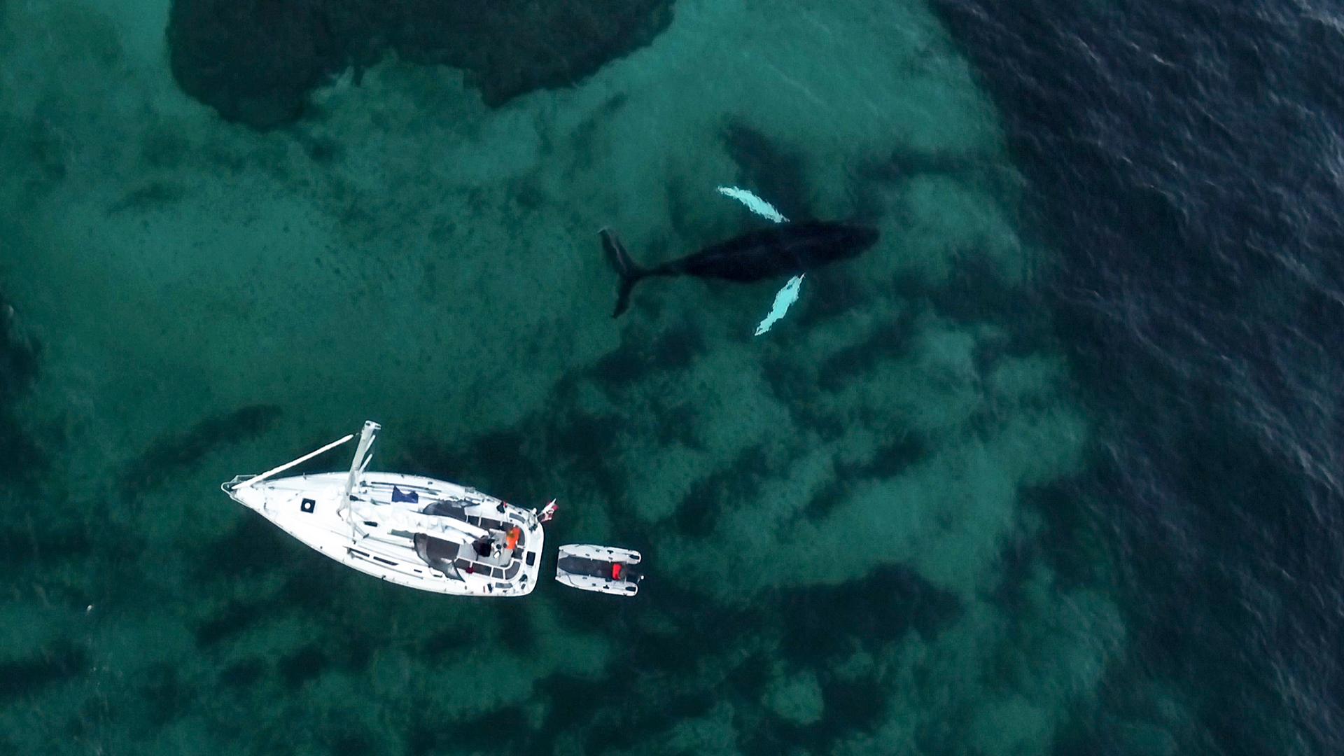 Sailing and Swimming with Orcas | Jeanneau