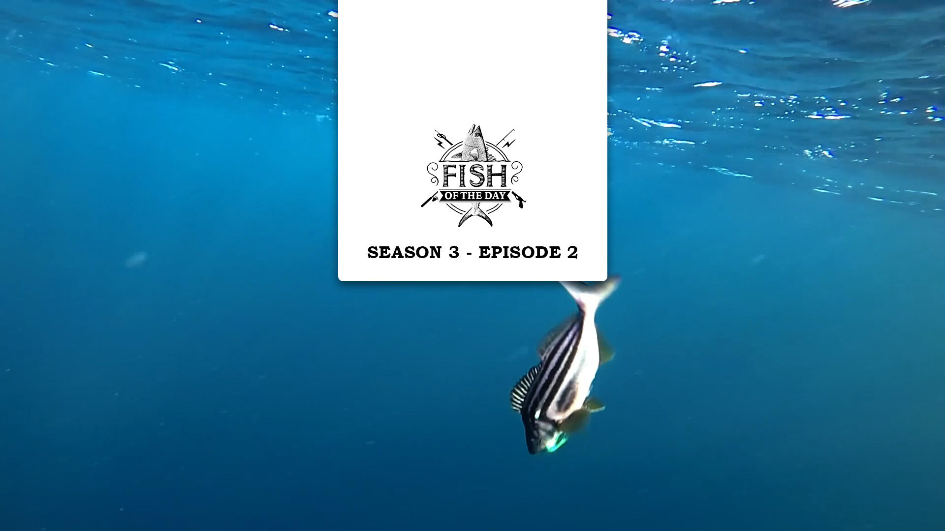 FISH OF THE DAY Season 3 Episode #2 – Catching the Latris Lineata